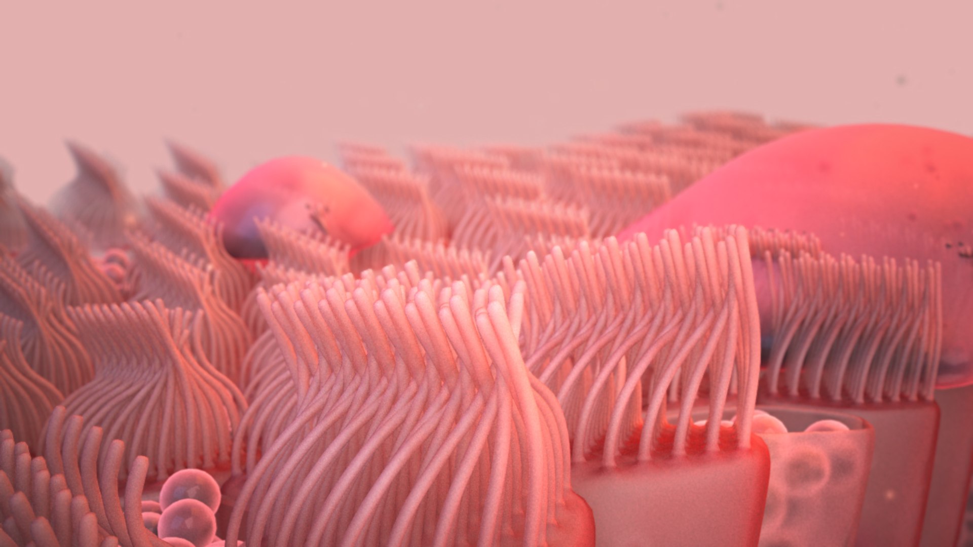 Ciliated Cells 3D Model - TurboSquid 1248083