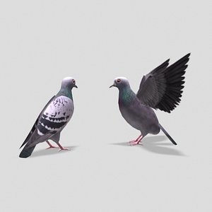 Bird SketchUp Models for Download | TurboSquid