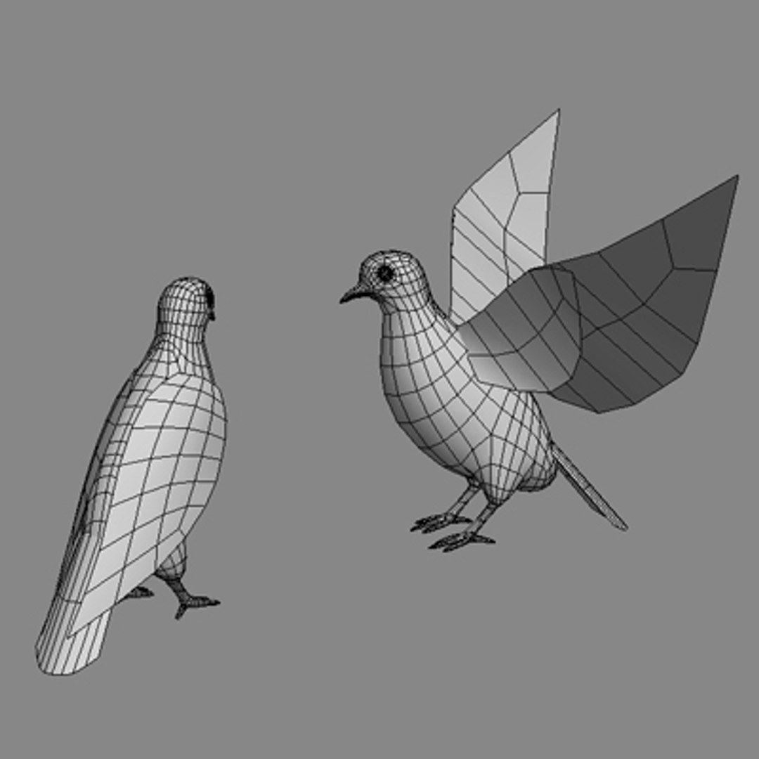 3d Pigeon Bird