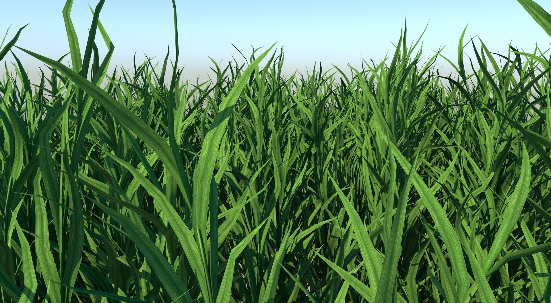 3D Fine Fescues - TurboSquid 1717302