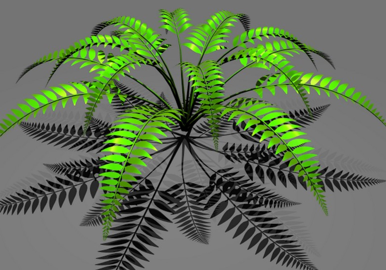 Fern Plant 3d Model