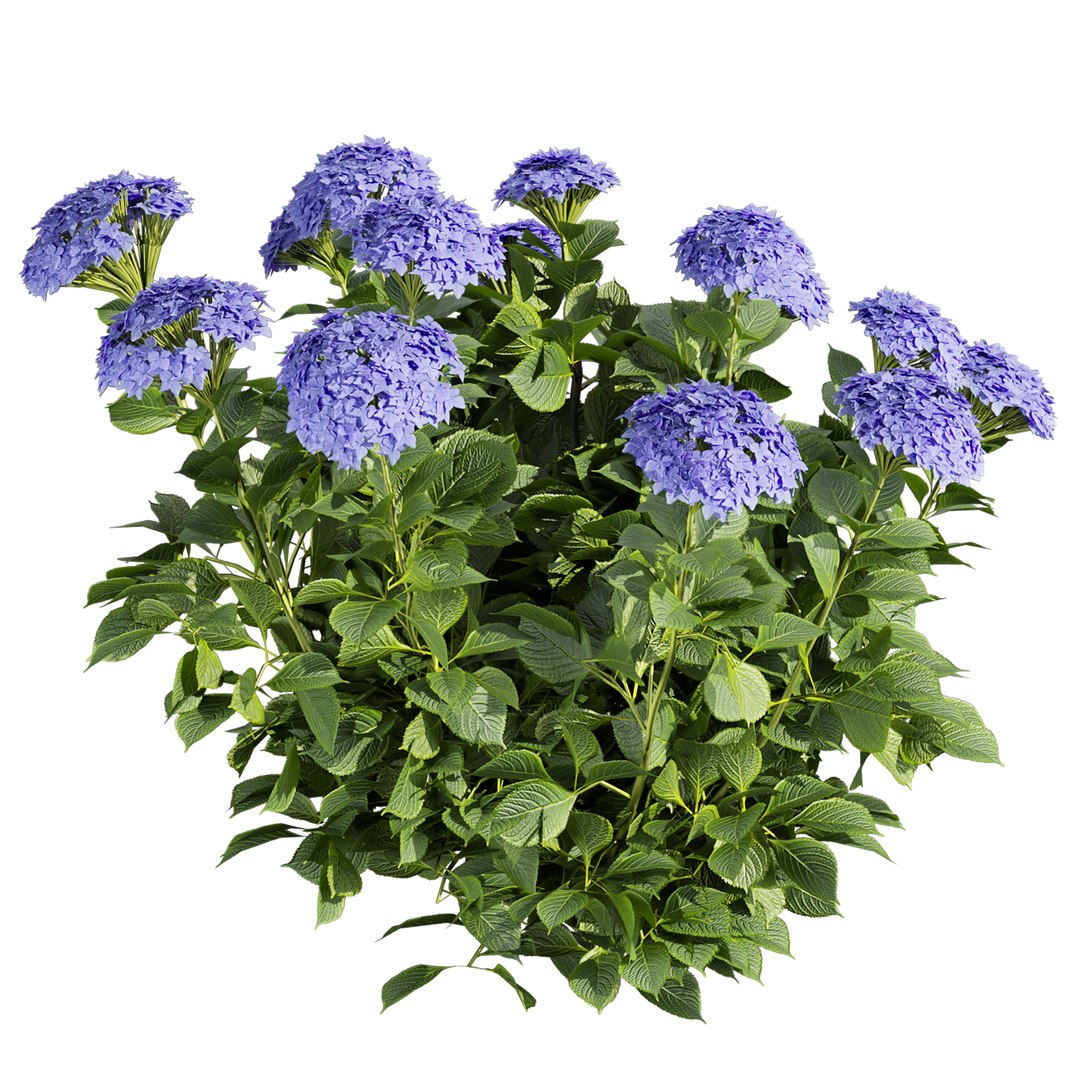 Collection Plant Vol 563 - Shurb - Hydrangea - Macrophylla 3Ds Max ...