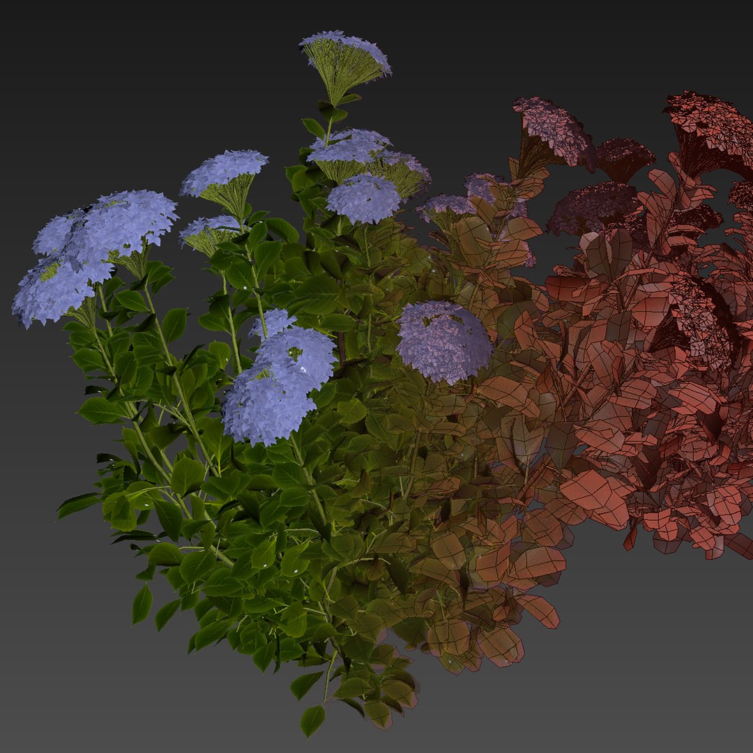 Collection Plant Vol 563 - Shurb - Hydrangea - Macrophylla 3Ds Max ...