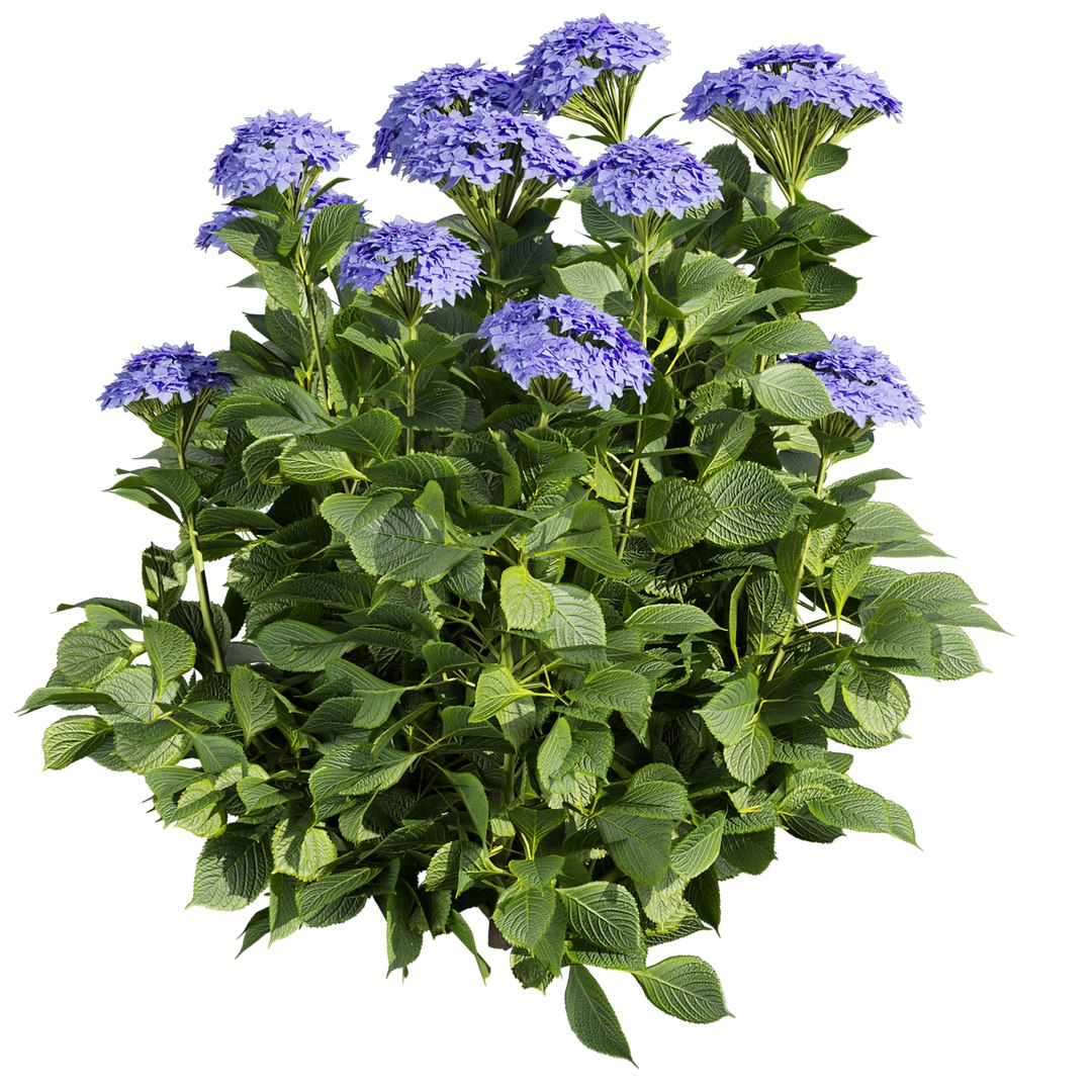 Collection Plant Vol 563 - Shurb - Hydrangea - Macrophylla 3Ds Max ...