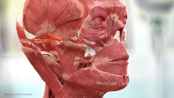 3D human head anatomy skin model - TurboSquid 1474081