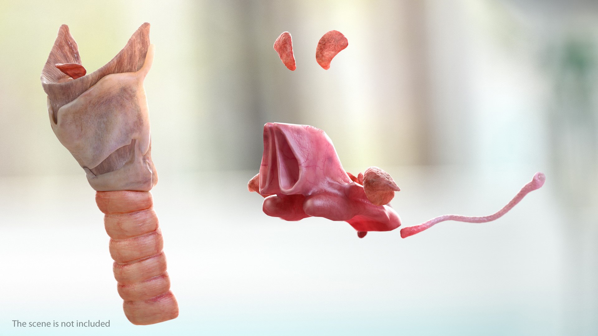 3D human head anatomy skin model - TurboSquid 1474081