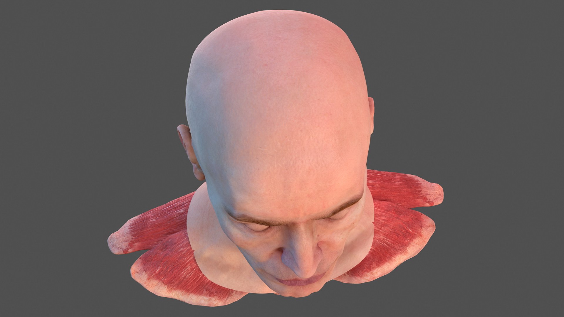 3D human head anatomy skin model - TurboSquid 1474081