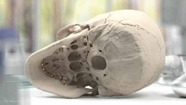 3D human head anatomy skin model - TurboSquid 1474081