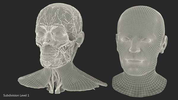 3D human head anatomy skin model - TurboSquid 1474081
