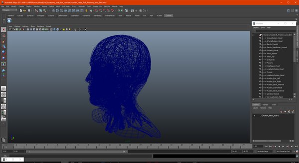 3D human head anatomy skin model - TurboSquid 1474081