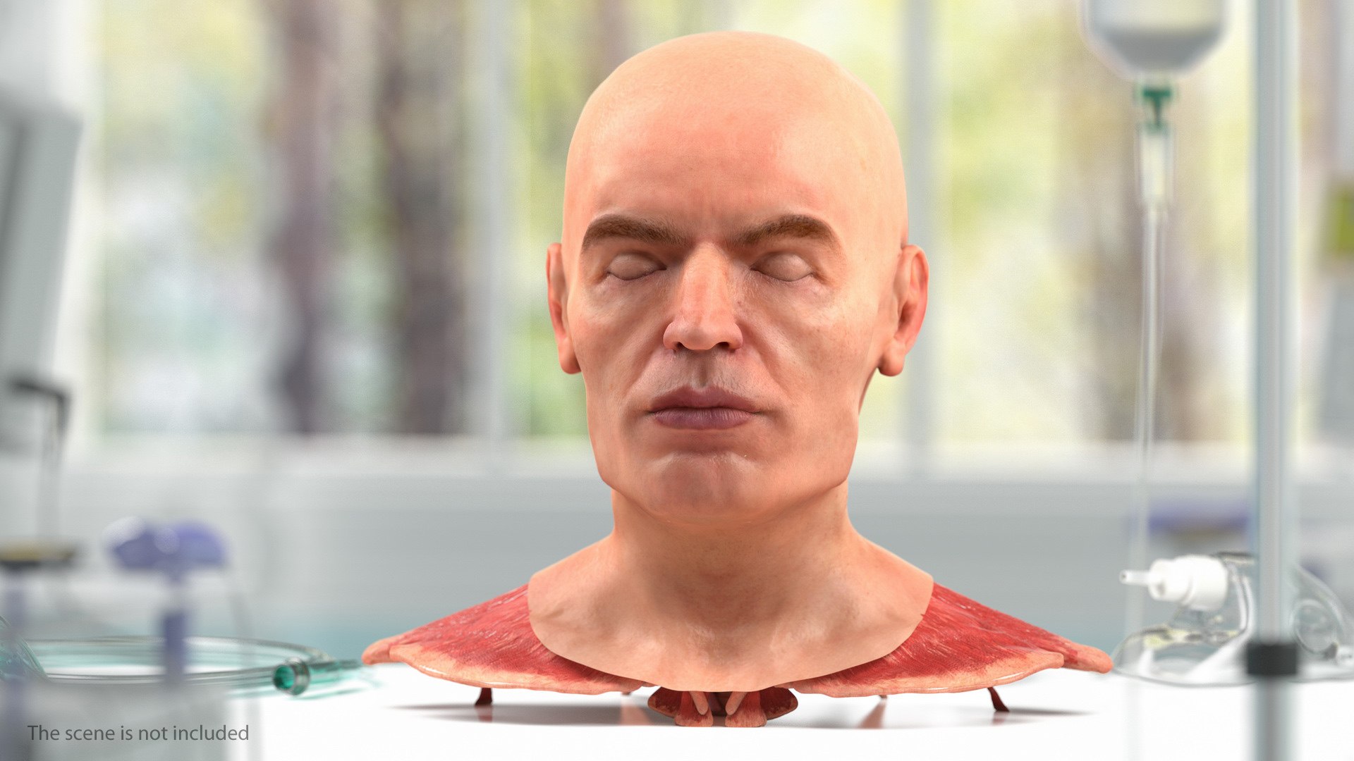 3D human head anatomy skin model - TurboSquid 1474081