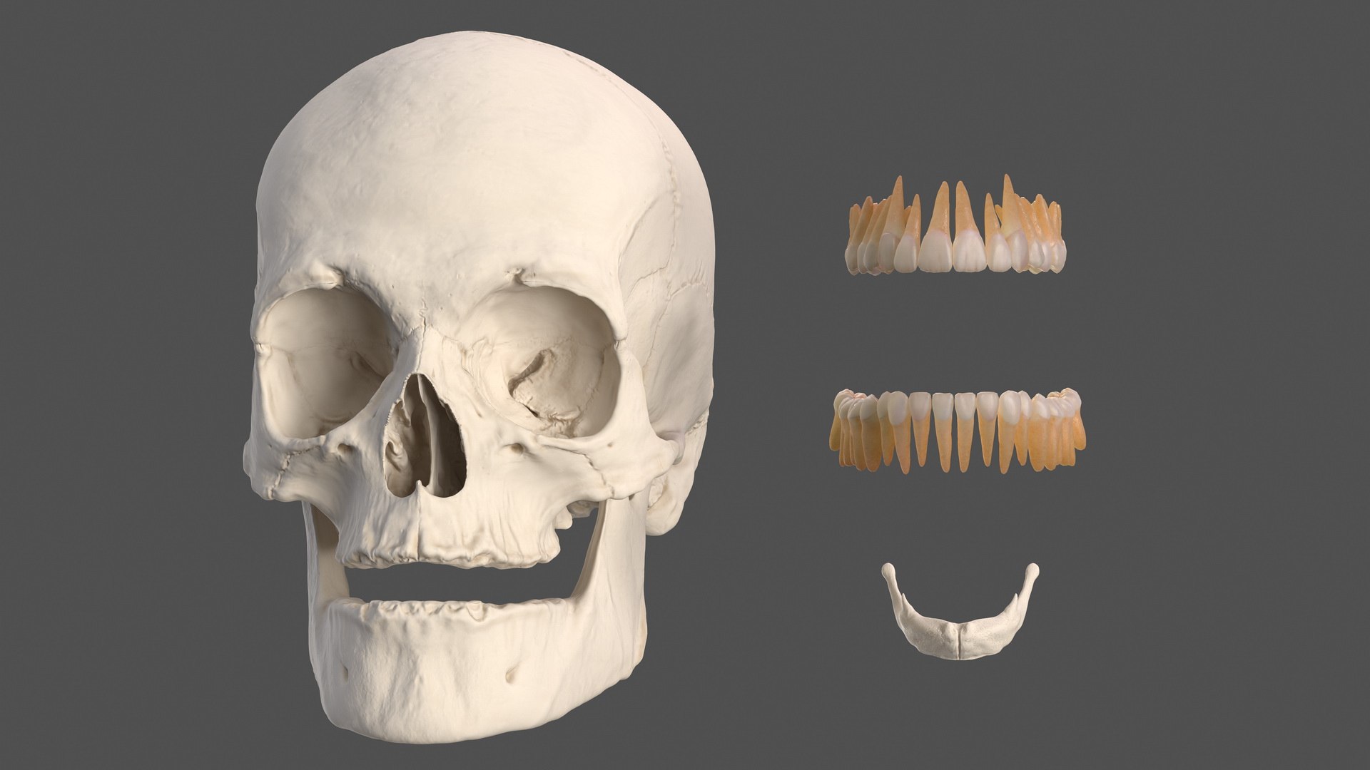 3D human head anatomy skin model - TurboSquid 1474081