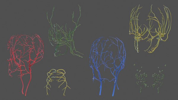 3D human head anatomy skin model - TurboSquid 1474081