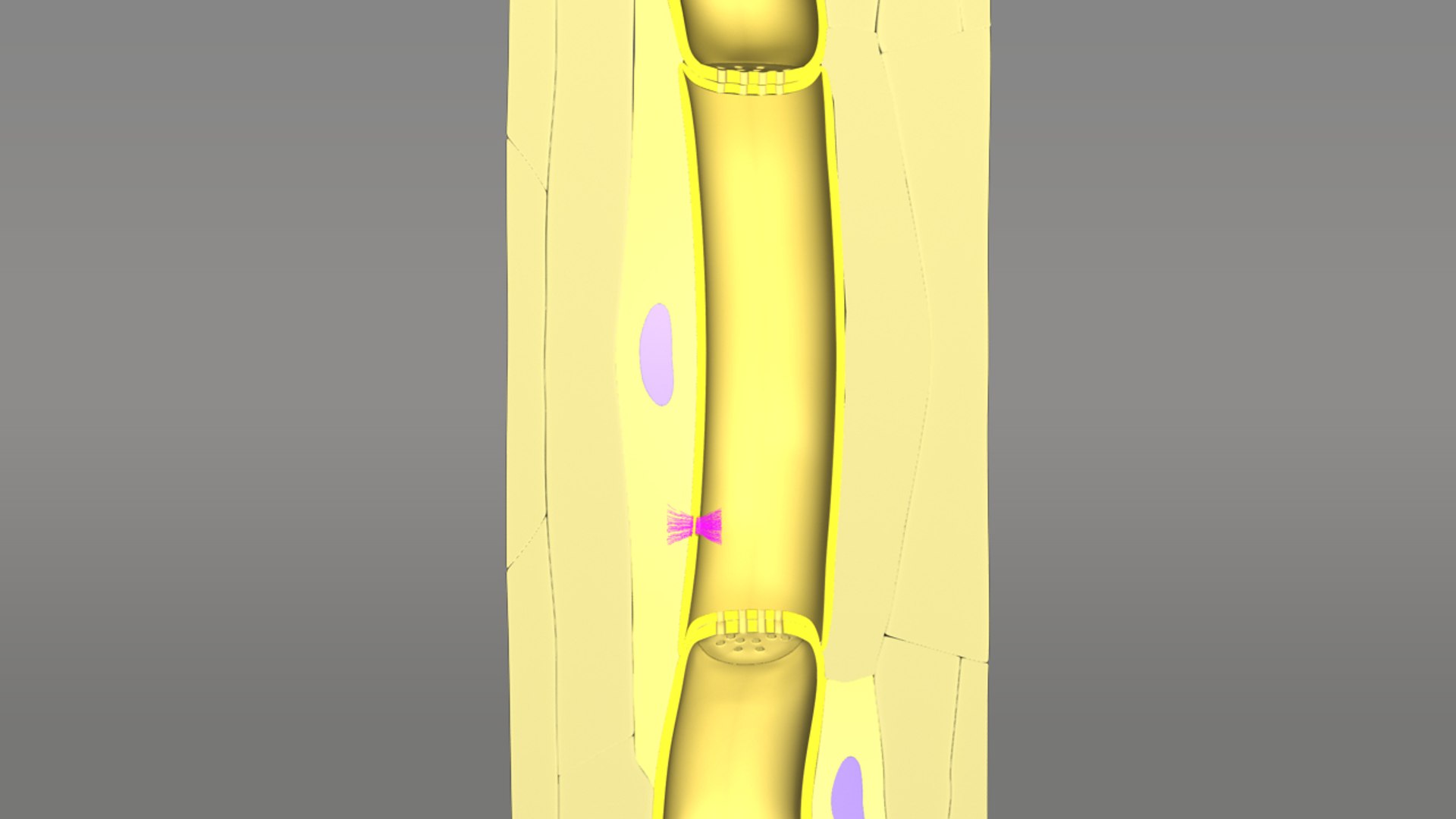 Vascular Phloem 3d Obj