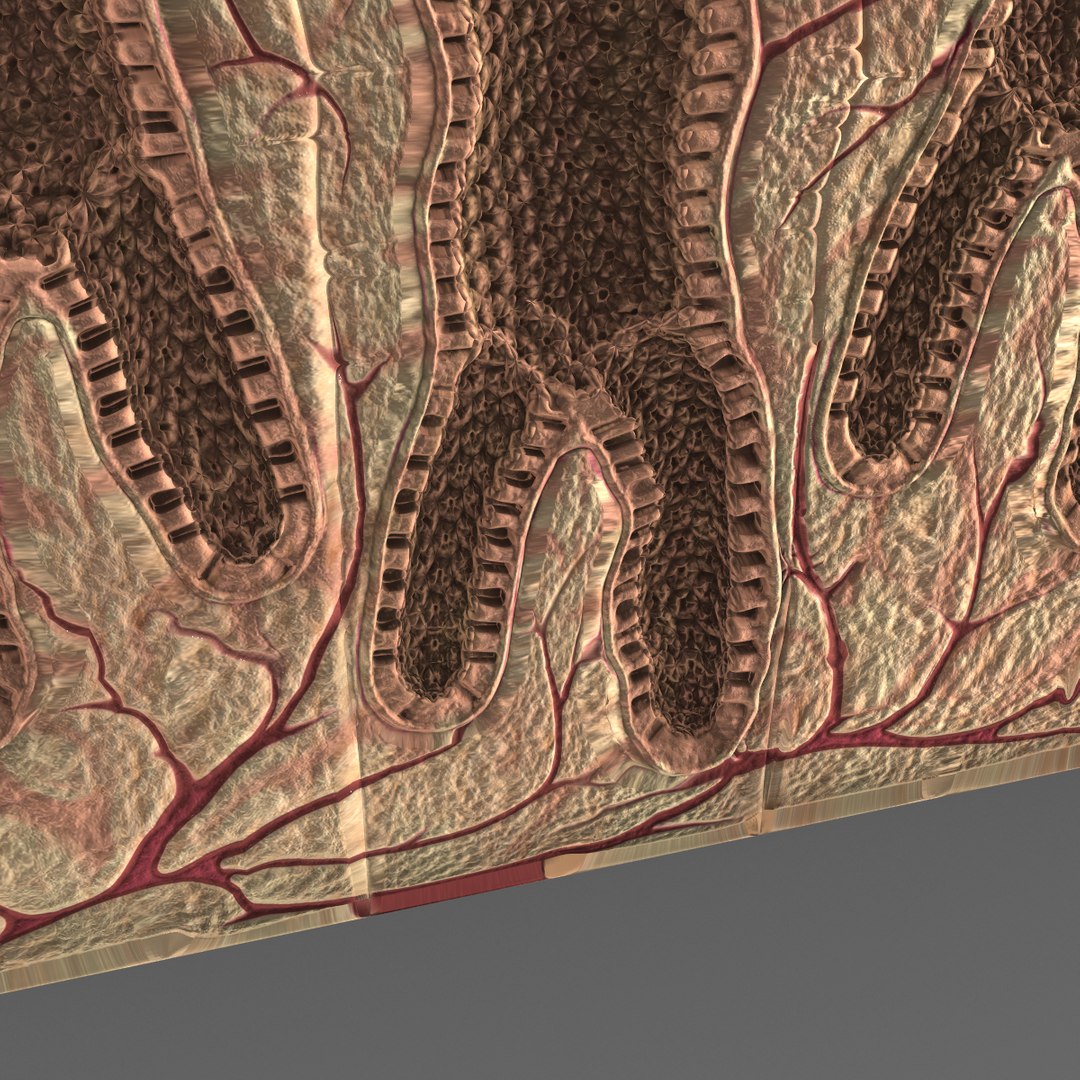 Stomach Lining 3d Obj