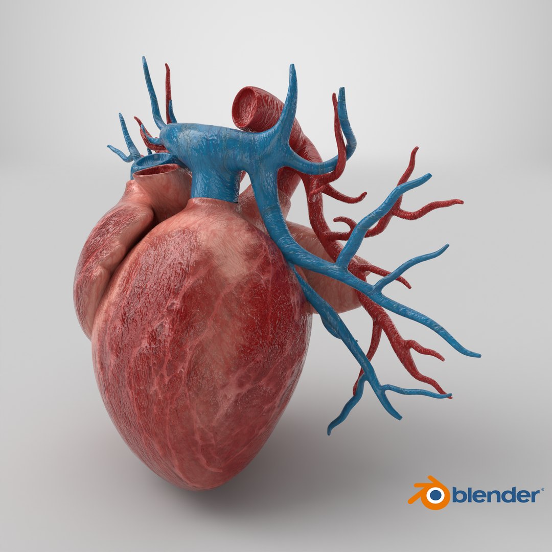 3D Heart Vessels Model - TurboSquid 2508450