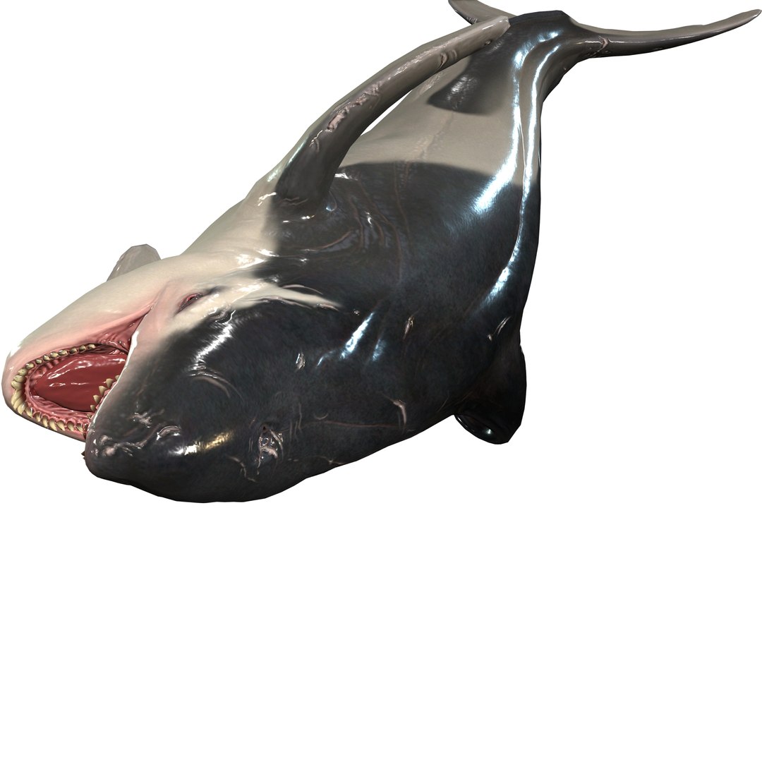 ORCA THE Killer Whale FISH 3D Model - TurboSquid 2216823