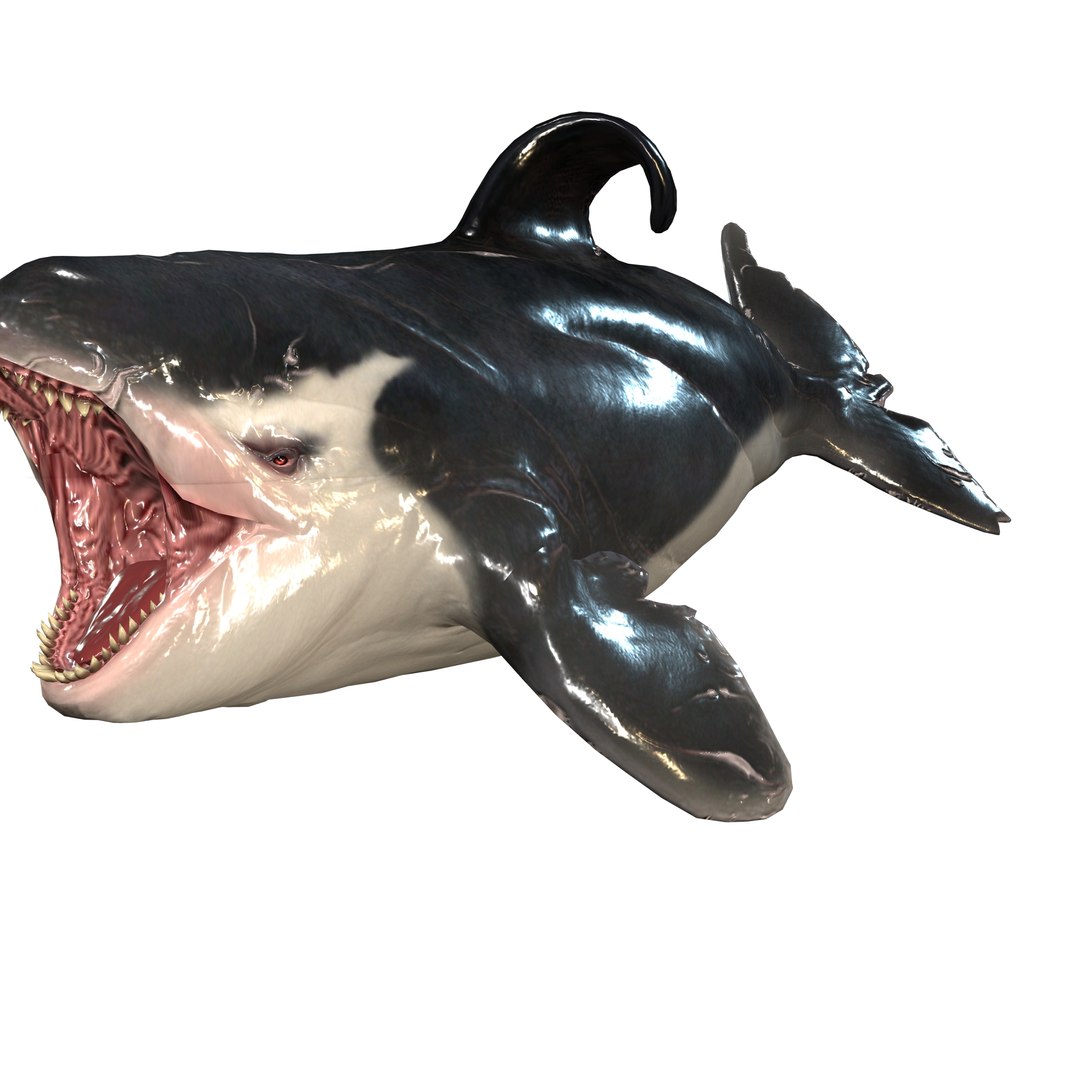 ORCA THE Killer Whale FISH 3D Model - TurboSquid 2216823