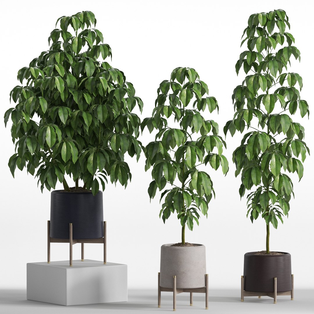 3D Plants Collection 739 - TurboSquid 1920819