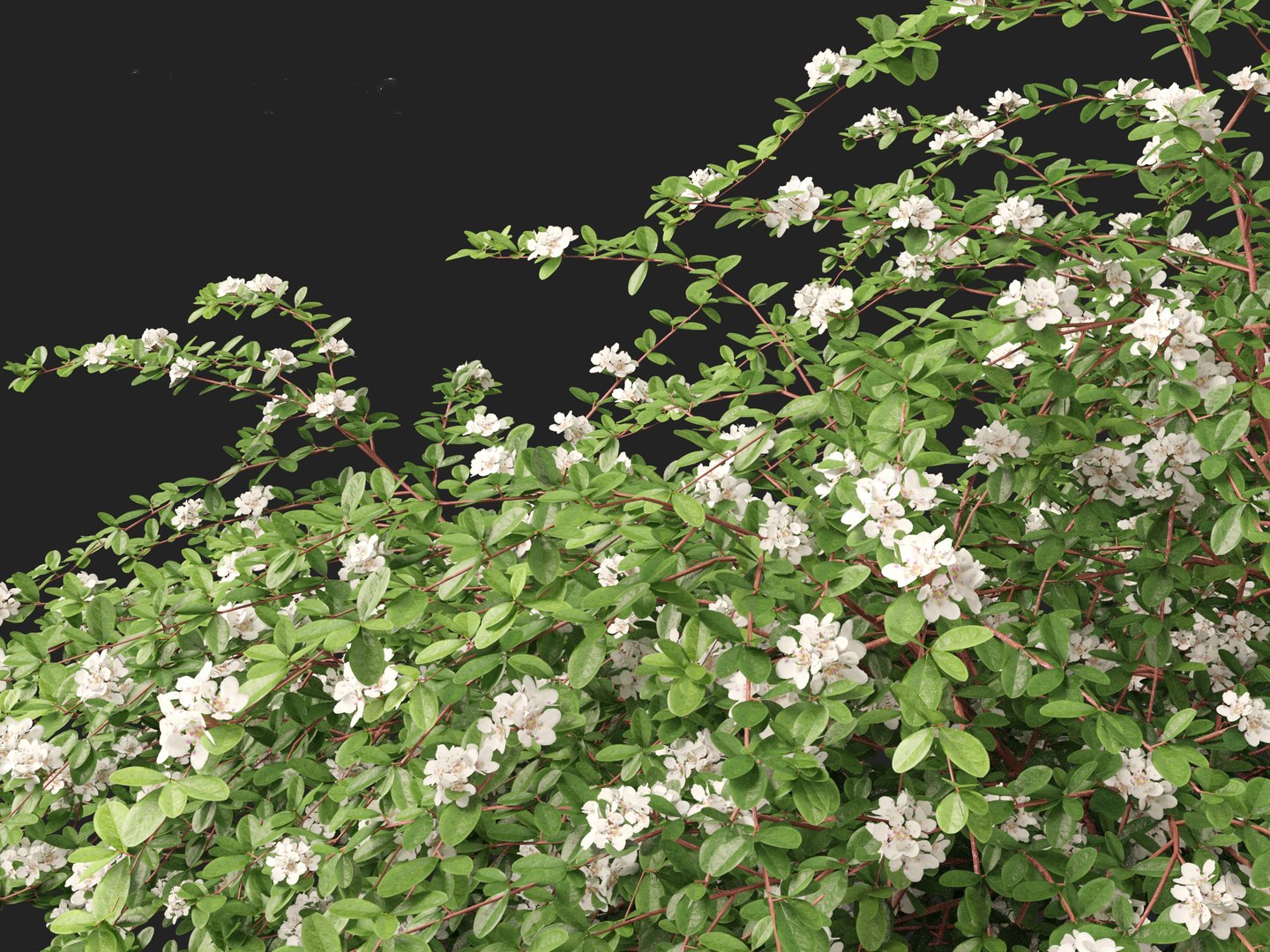 Cotoneaster Dammeri Coral Beauty - Bearberry Cotoneaster 3D - TurboSquid 2203695