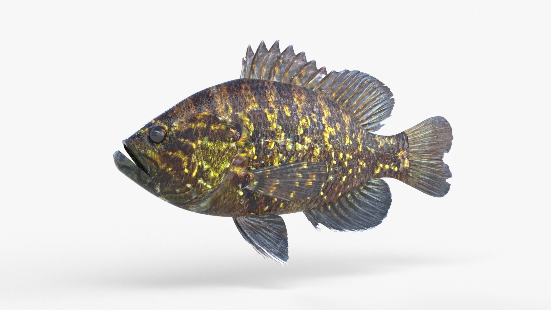 Warmouth 3D Model - TurboSquid 1770941