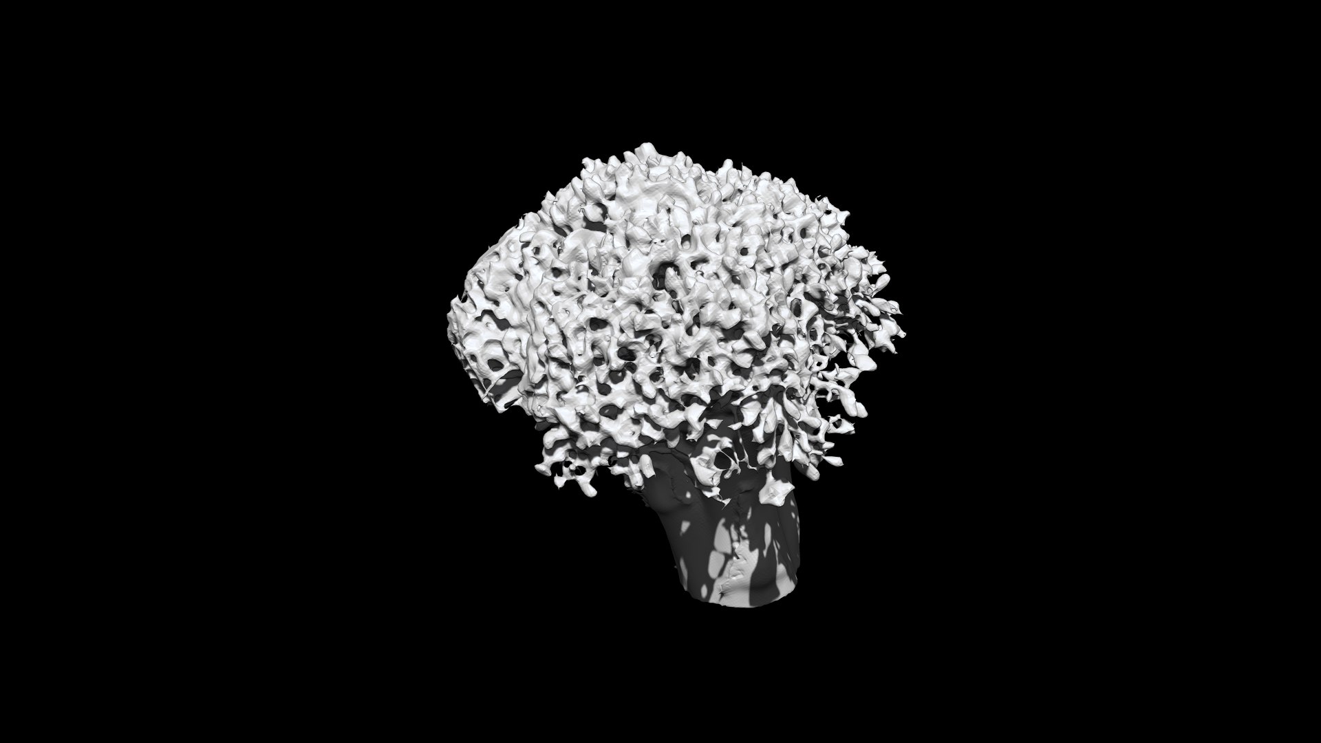 3D Broccoli Cut 3D CT Scan Model 5 Model - TurboSquid 1886452