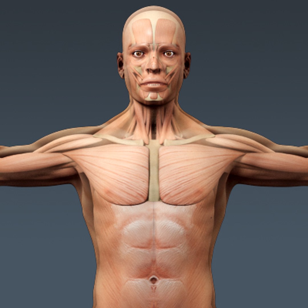 anatomically human male body 3d model