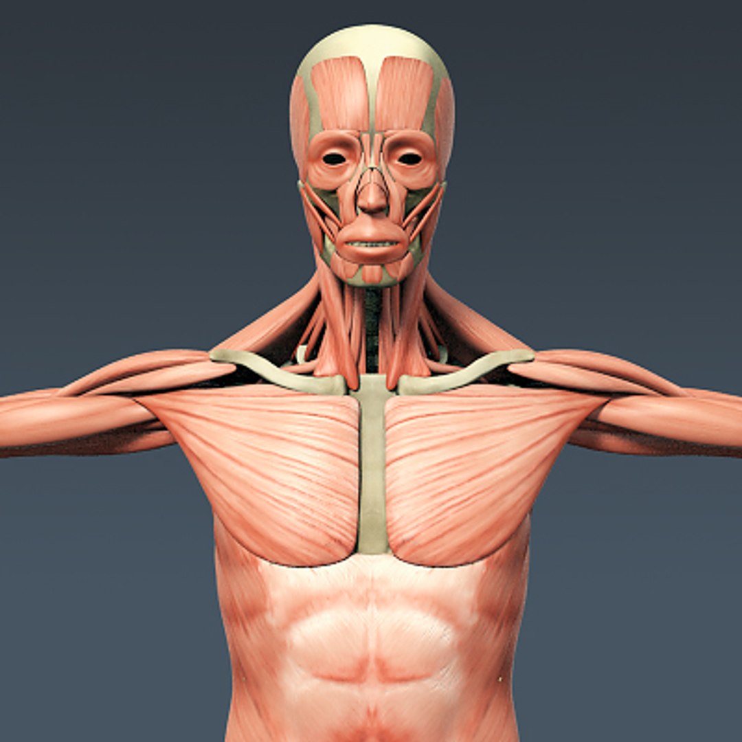 anatomically human male body 3d model