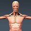 Anatomically Human Male Body 3d Model