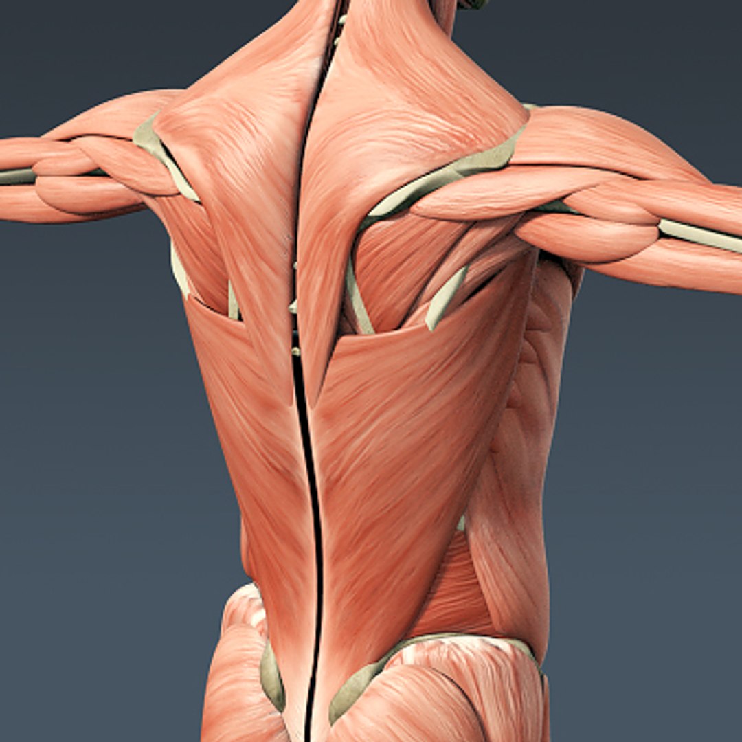 anatomically human male body 3d model