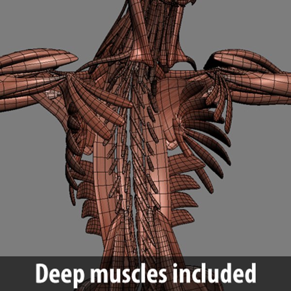 anatomically human male body 3d model