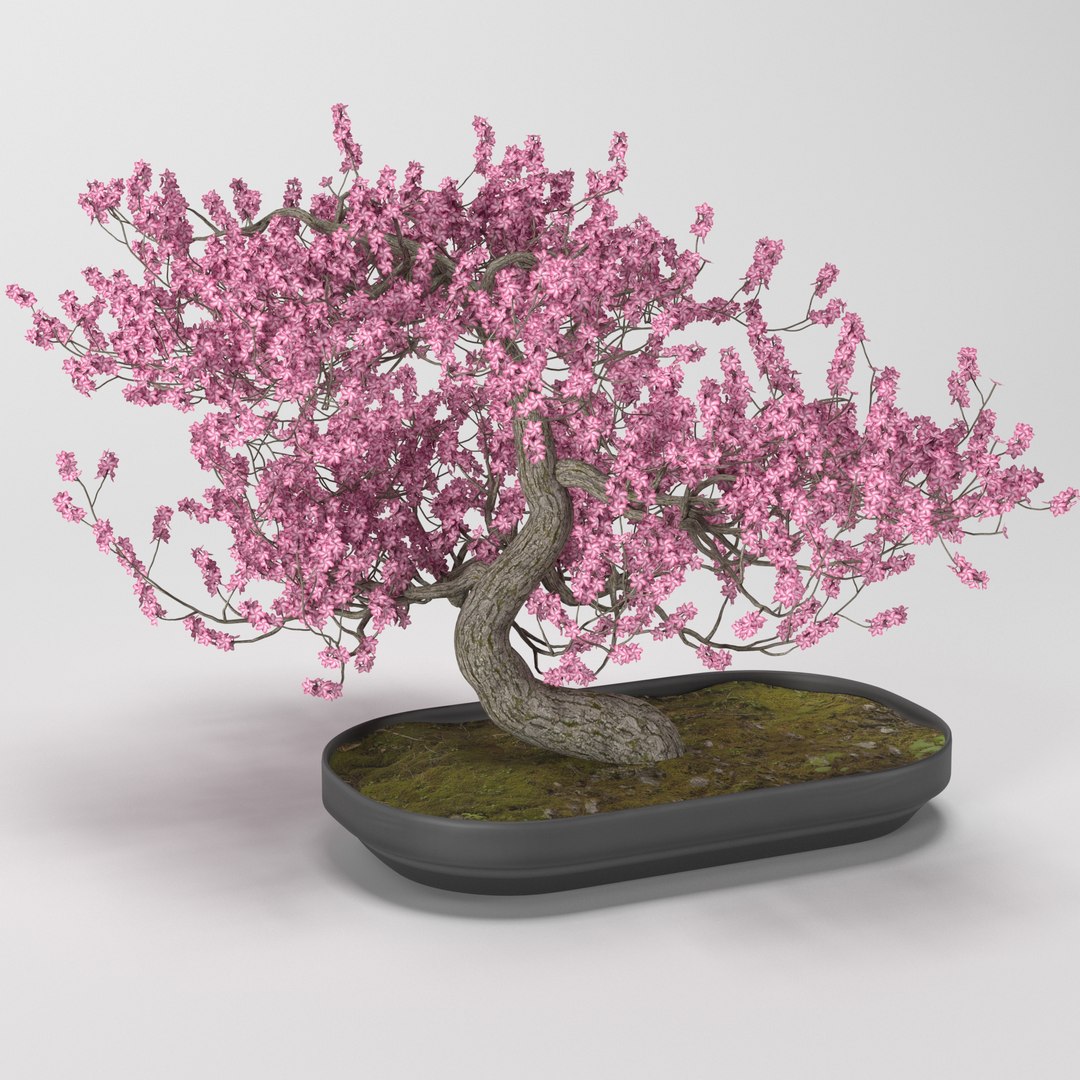 3D Bonsai - TurboSquid 1545045