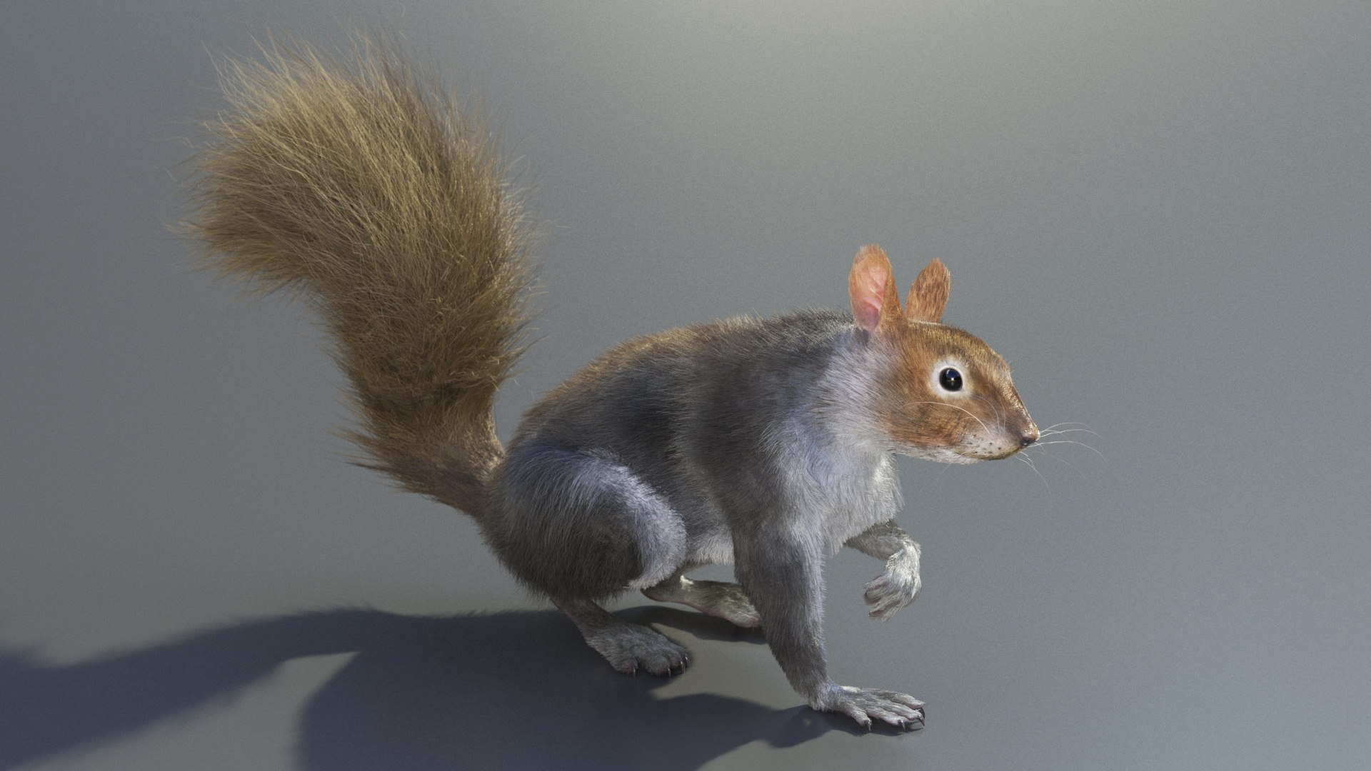 3D Model Gray Squirrel Fur Rigged - TurboSquid 2258233