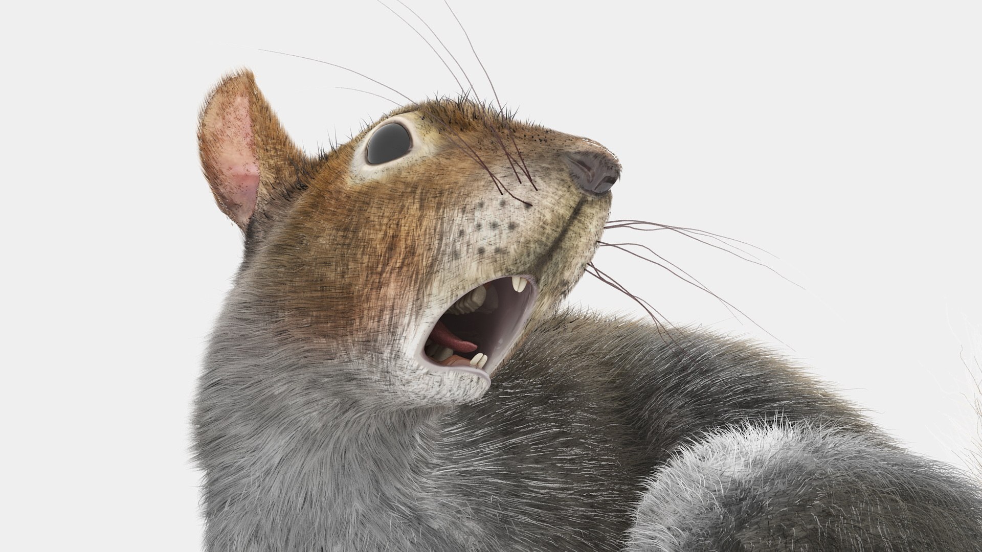3D Model Gray Squirrel Fur Rigged - TurboSquid 2258233