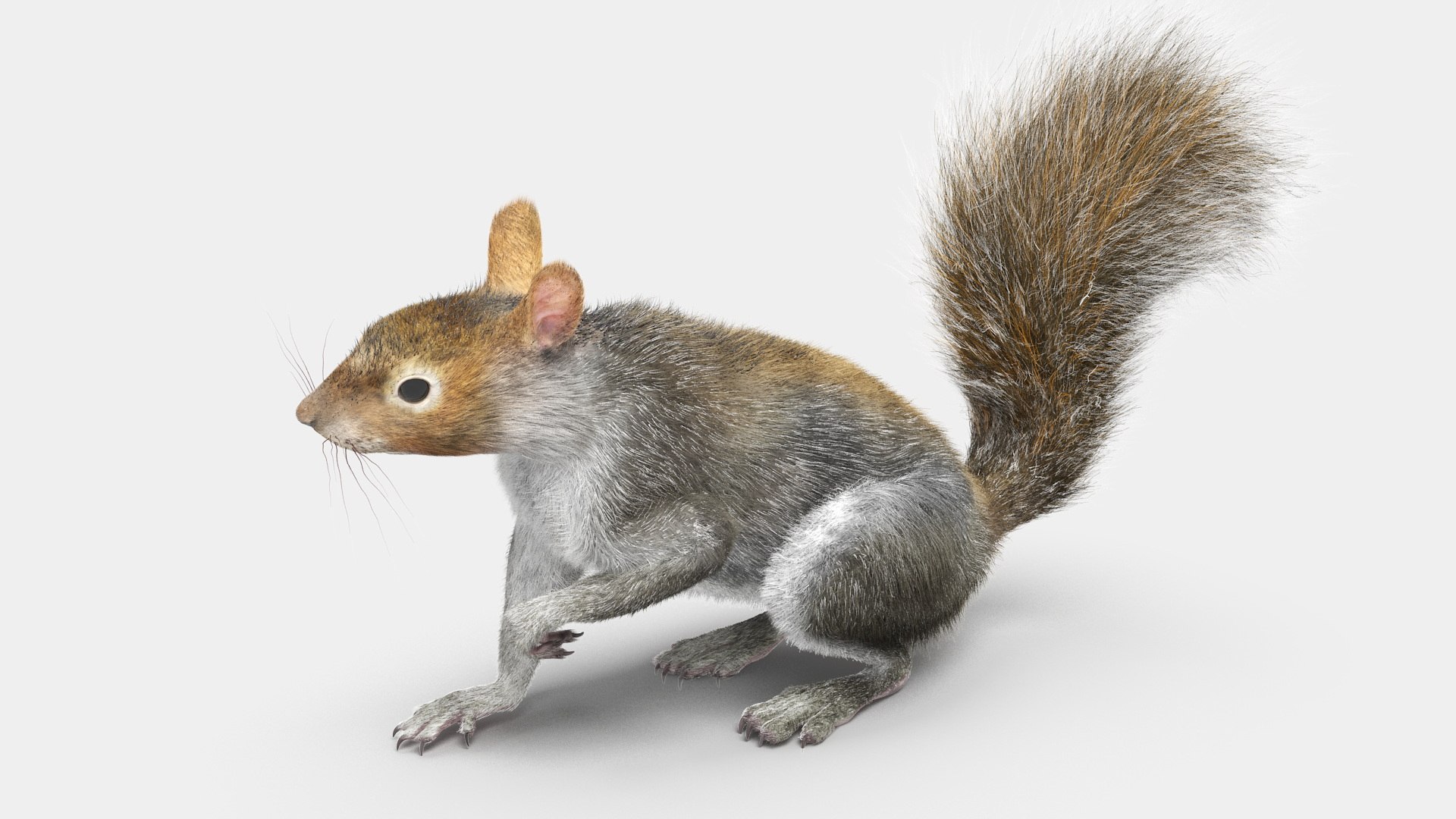 3D Model Gray Squirrel Fur Rigged - TurboSquid 2258233