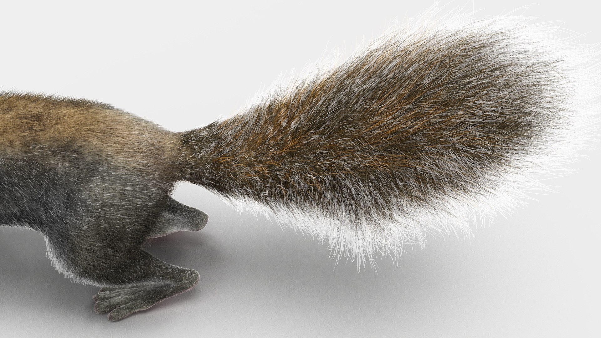 3D Model Gray Squirrel Fur Rigged - TurboSquid 2258233