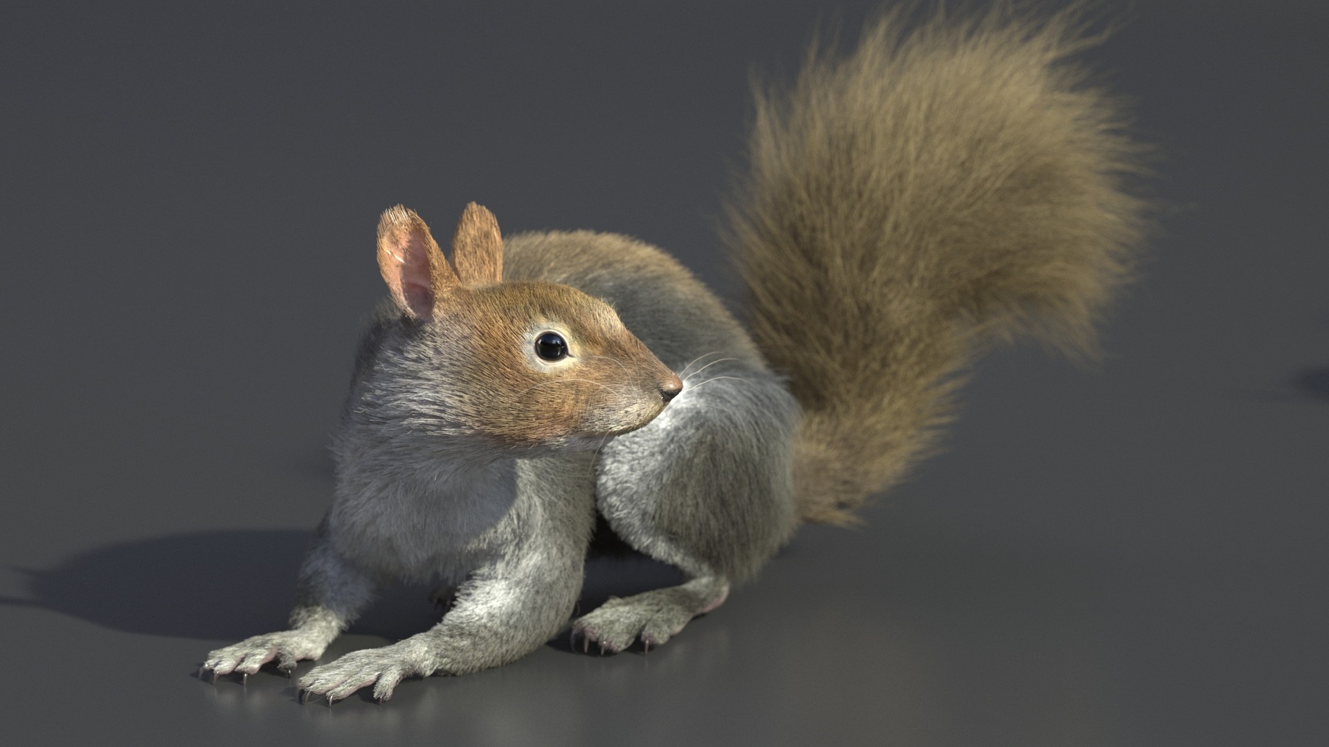 3D Model Gray Squirrel Fur Rigged - TurboSquid 2258233