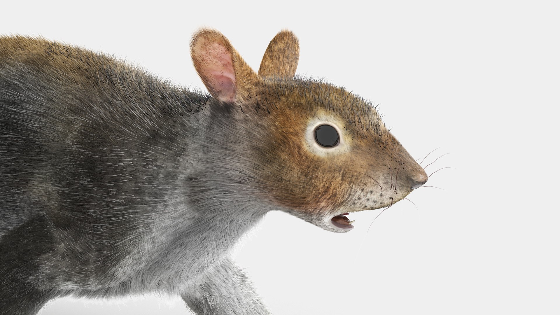 3D Model Gray Squirrel Fur Rigged - TurboSquid 2258233