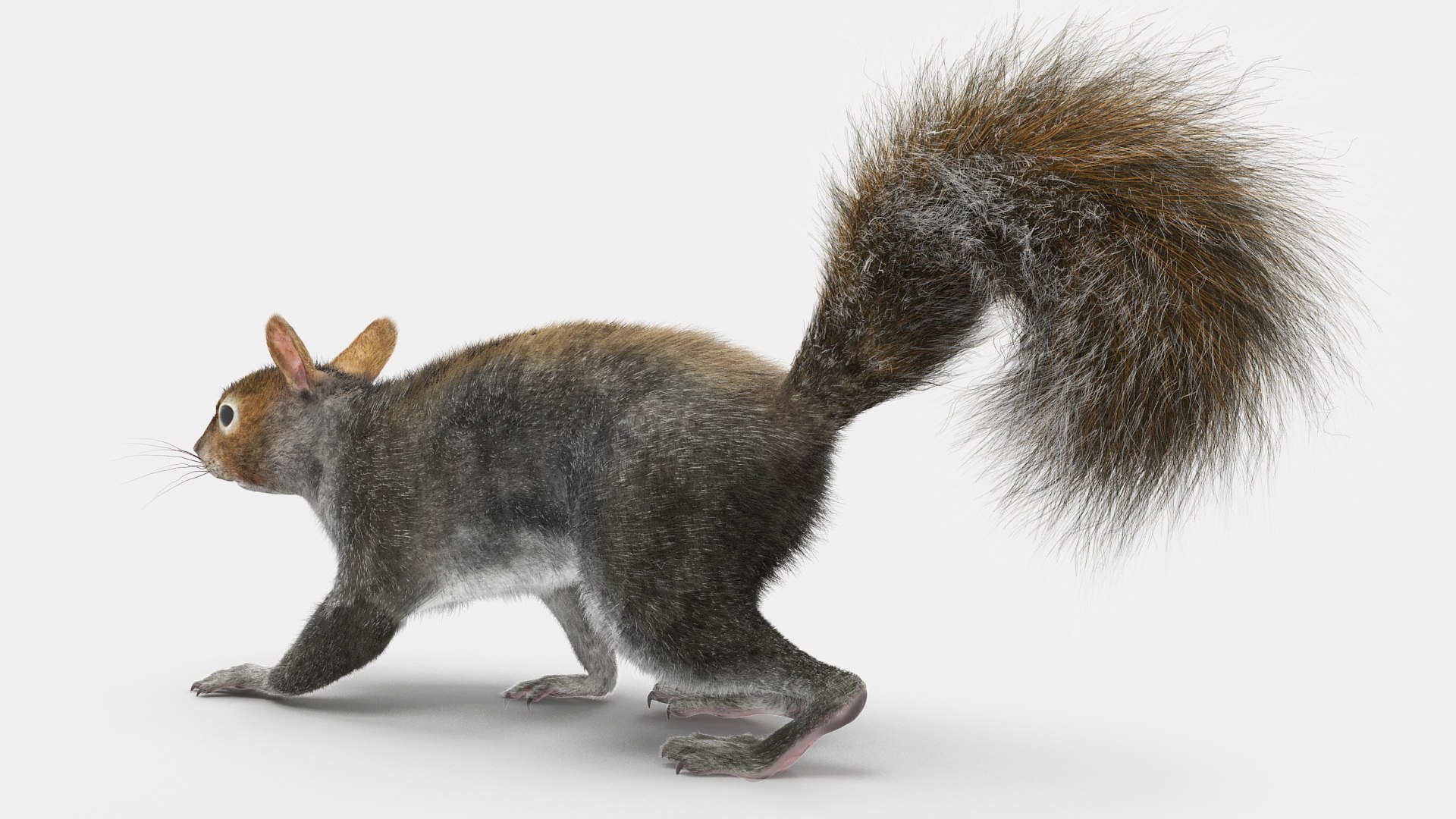 3D Model Gray Squirrel Fur Rigged - TurboSquid 2258233
