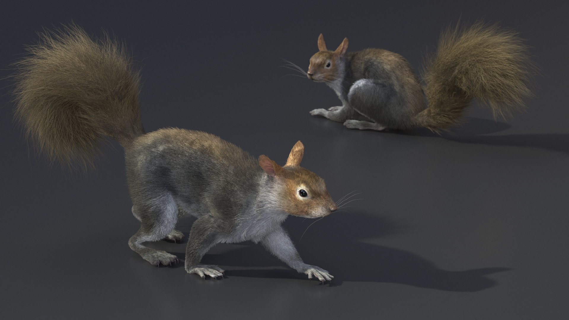 3D Model Gray Squirrel Fur Rigged - TurboSquid 2258233