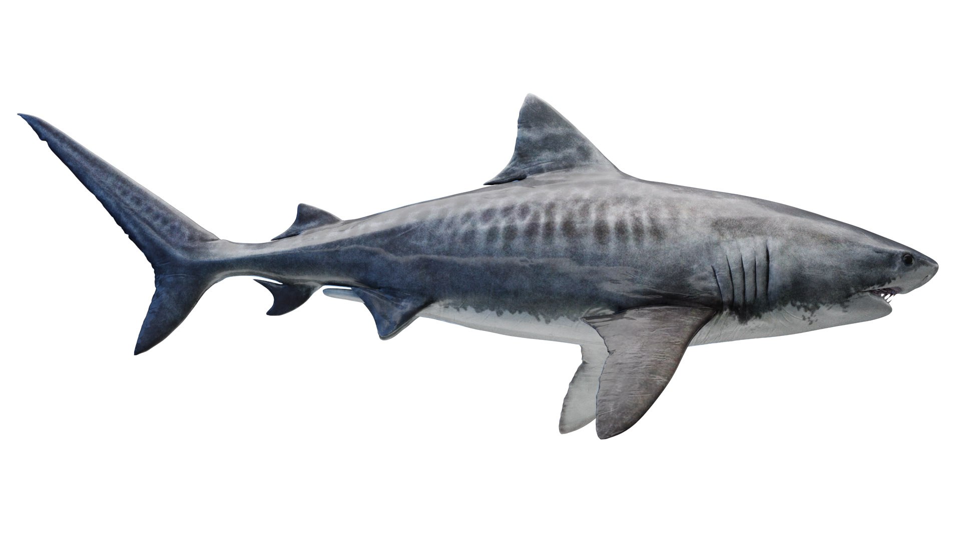 Tiger Shark Static 3D Model - TurboSquid 2006018