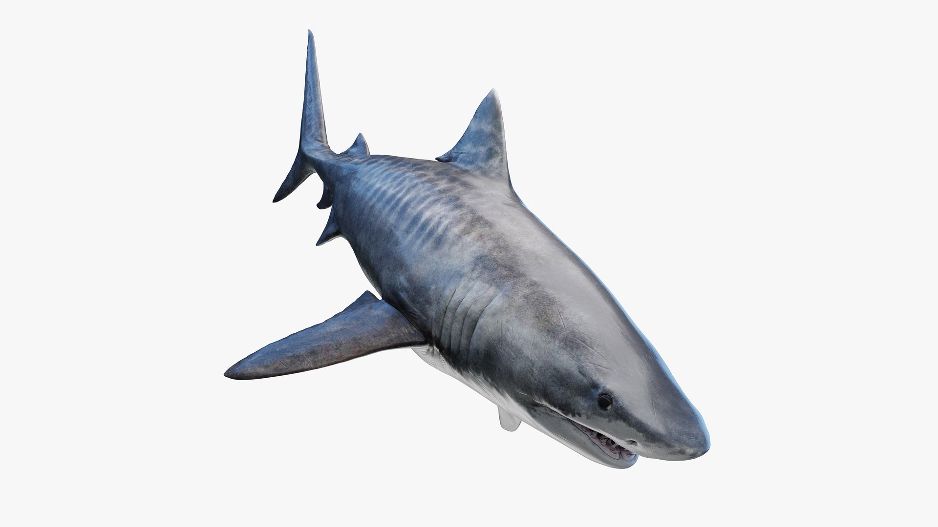 Tiger Shark Static 3D Model - TurboSquid 2006018