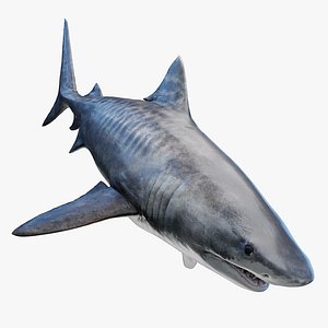 Download Free & Premium Tiger Shark 3D Models | TurboSquid