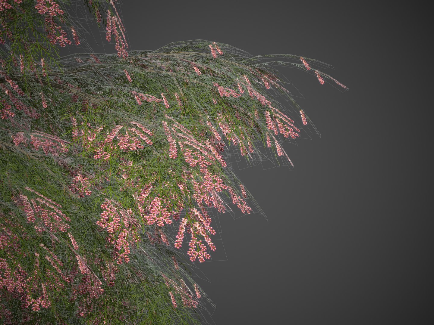 2021 PBR French Tamarisk Collection - Tamarix Gallica Model ...