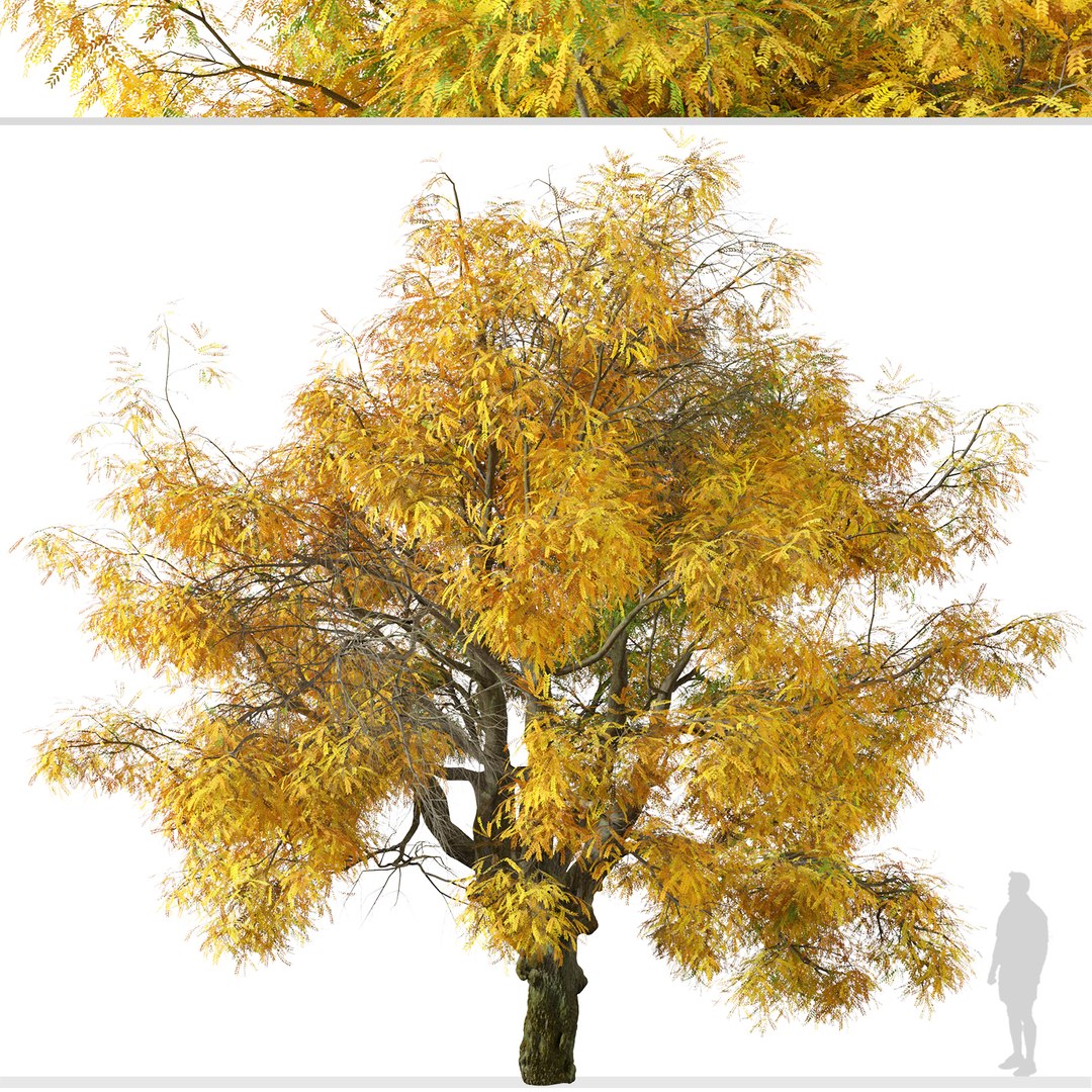 3D Set Of Honey Locust Or Gleditsia Triacanthos Tree Model - TurboSquid ...