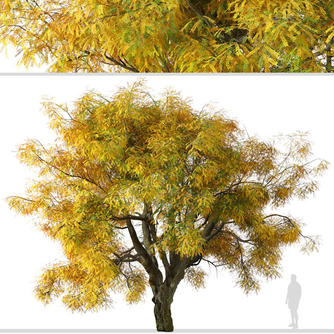 3D Set Of Honey Locust Or Gleditsia Triacanthos Tree Model - TurboSquid ...