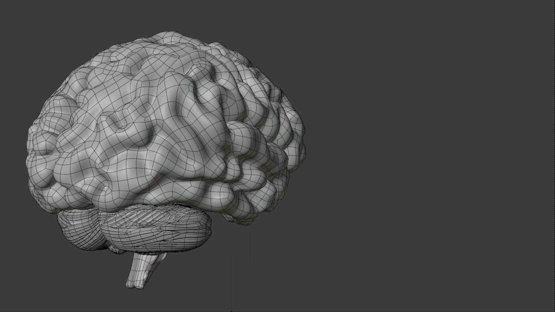 Human Brain Model - TurboSquid 1575734