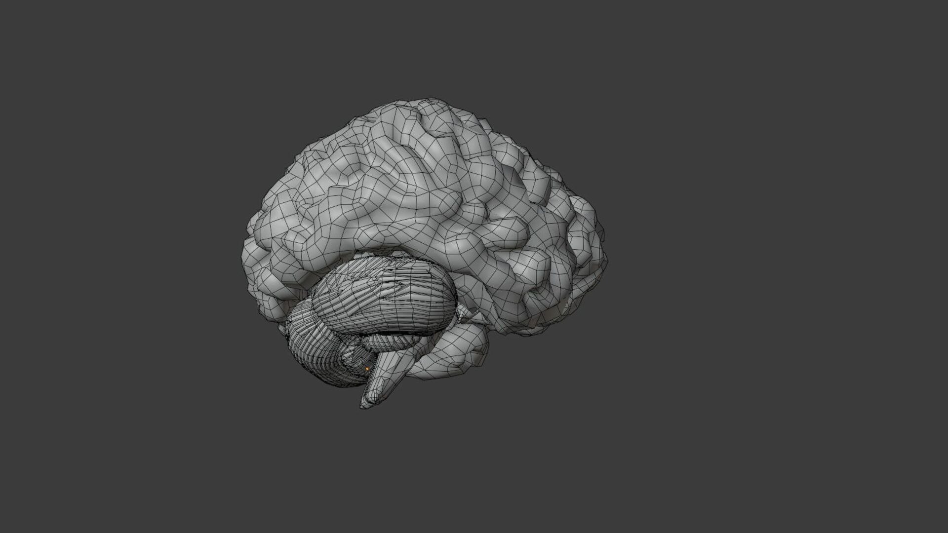 Human Brain Model - TurboSquid 1575734