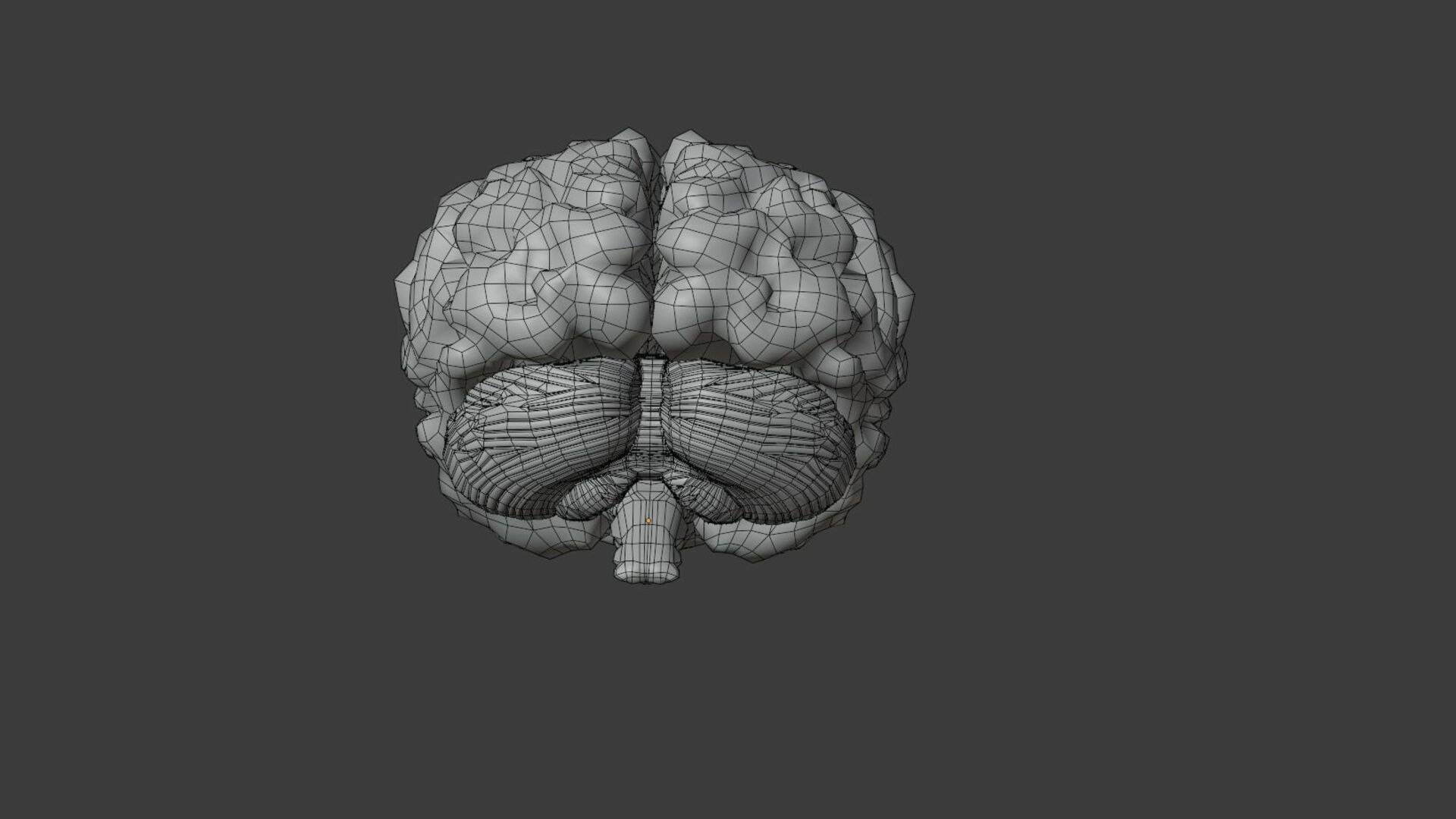 Human Brain Model - TurboSquid 1575734