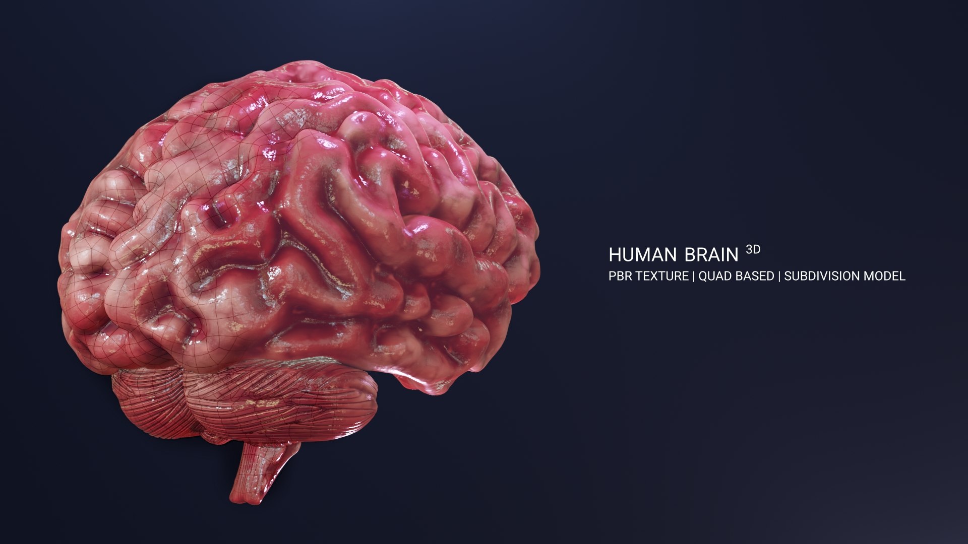 Human Brain Model - TurboSquid 1575734